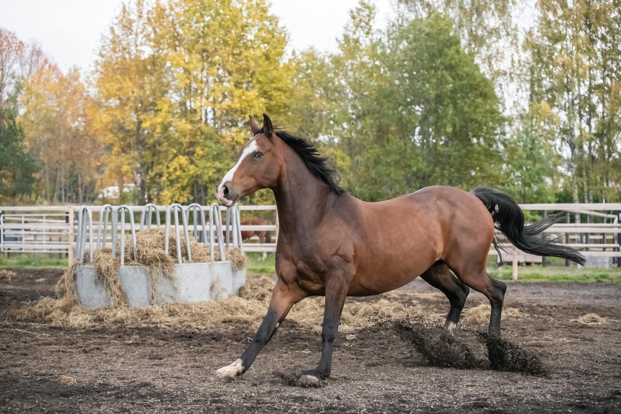What to Know About Deep Digital Flexor Tendon Injuries in Horses ...